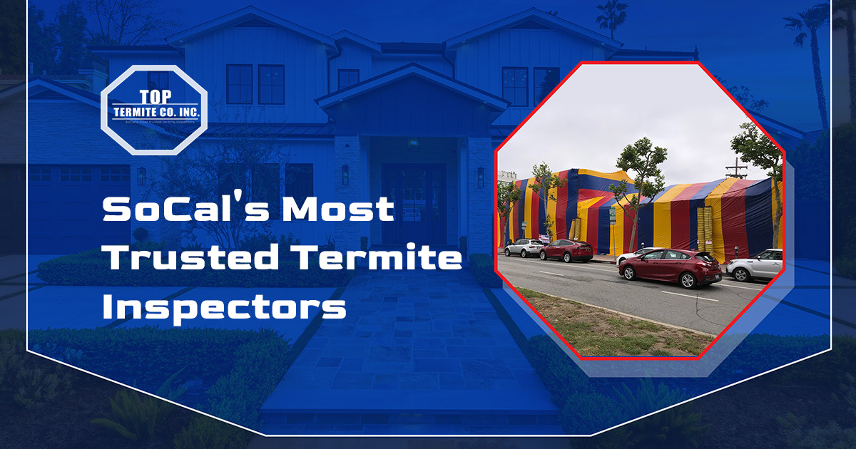 Los Angeles Termite Specialists | Top Termite Co. Inc.